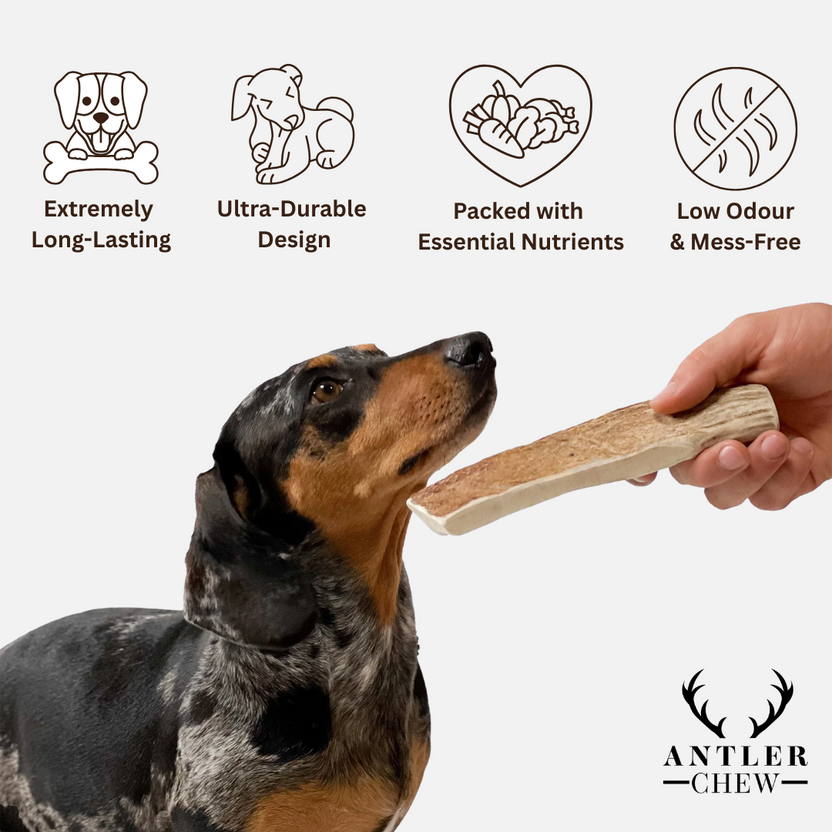 Antler Dog Chews - Shop Antler Chews for Dogs UK Wide