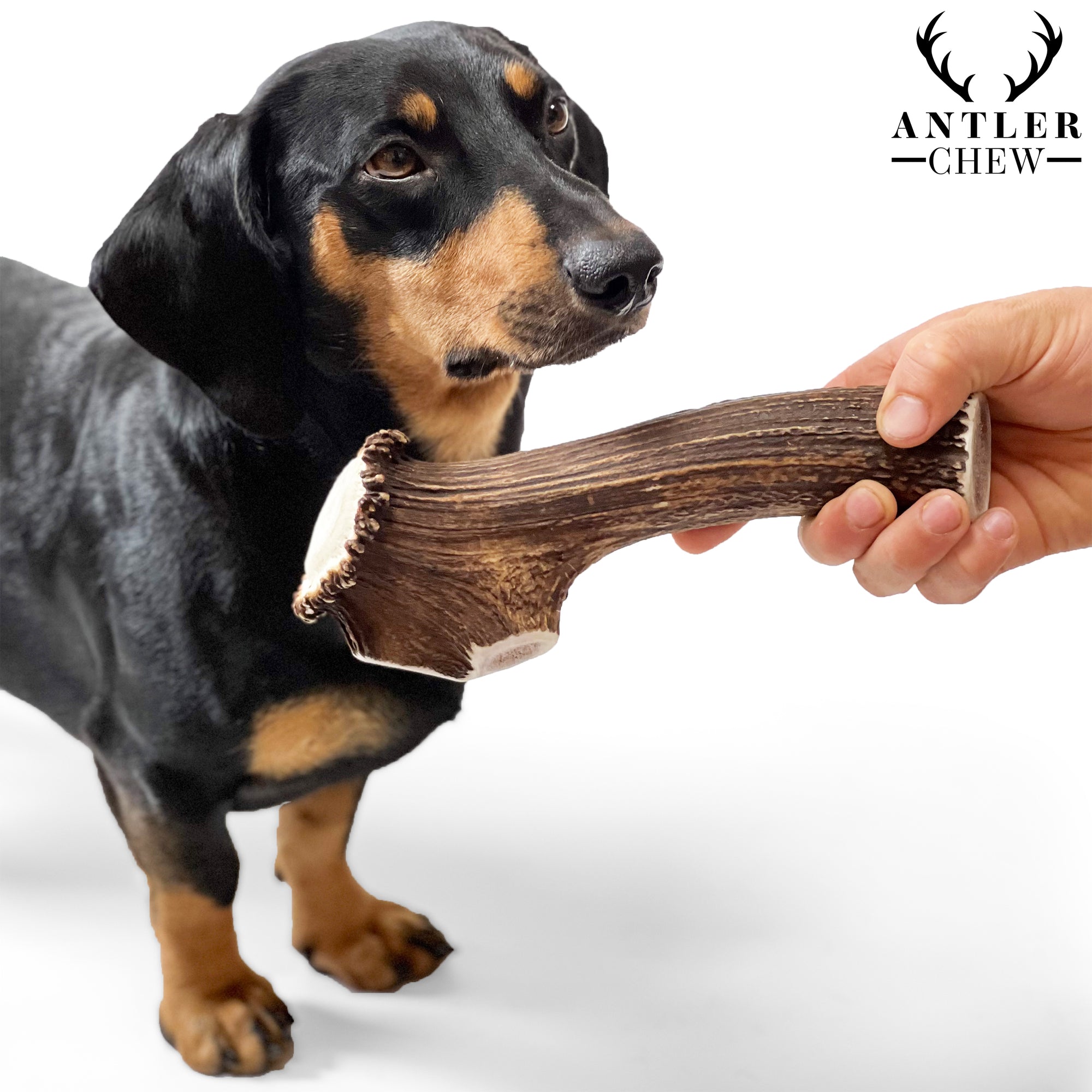 All-Natural Deer Antler Chew for Dogs