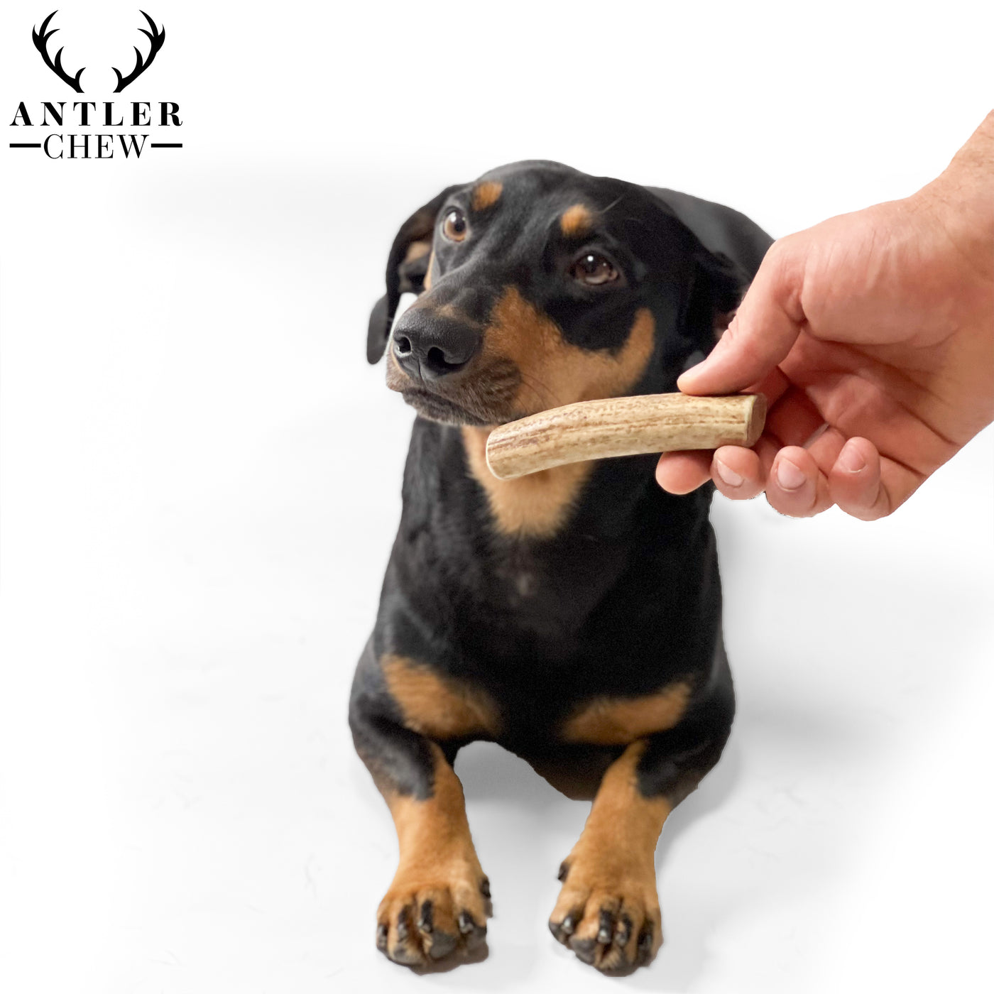 All-Natural Deer Antler Chew for Dogs