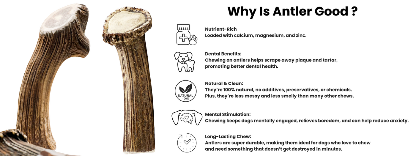 Large Size Chew & Treats – Antler Chew
