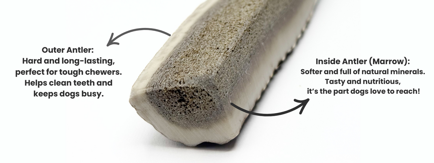 Medium Antler Dog Toy - Durable Pet Chew – Antler Chew