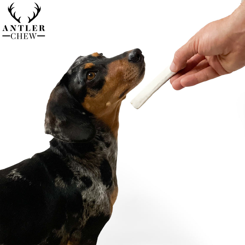 Antler Dog Chews - Shop Antler Chews for Dogs UK Wide