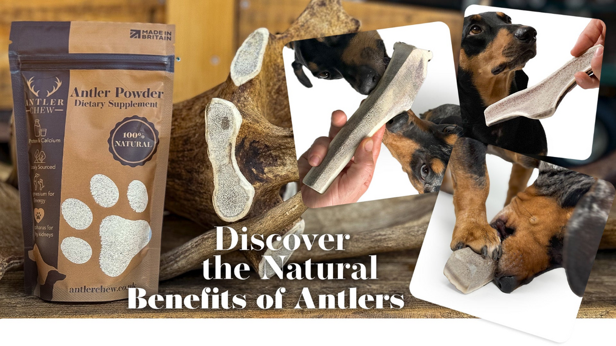 Antler Dog Chews - Shop Antler Chews for Dogs UK Wide