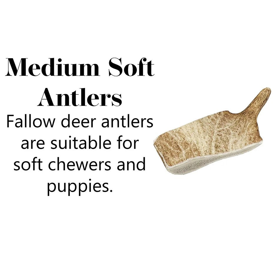 Antler Dog Chews - Shop Antler Chews for Dogs UK Wide