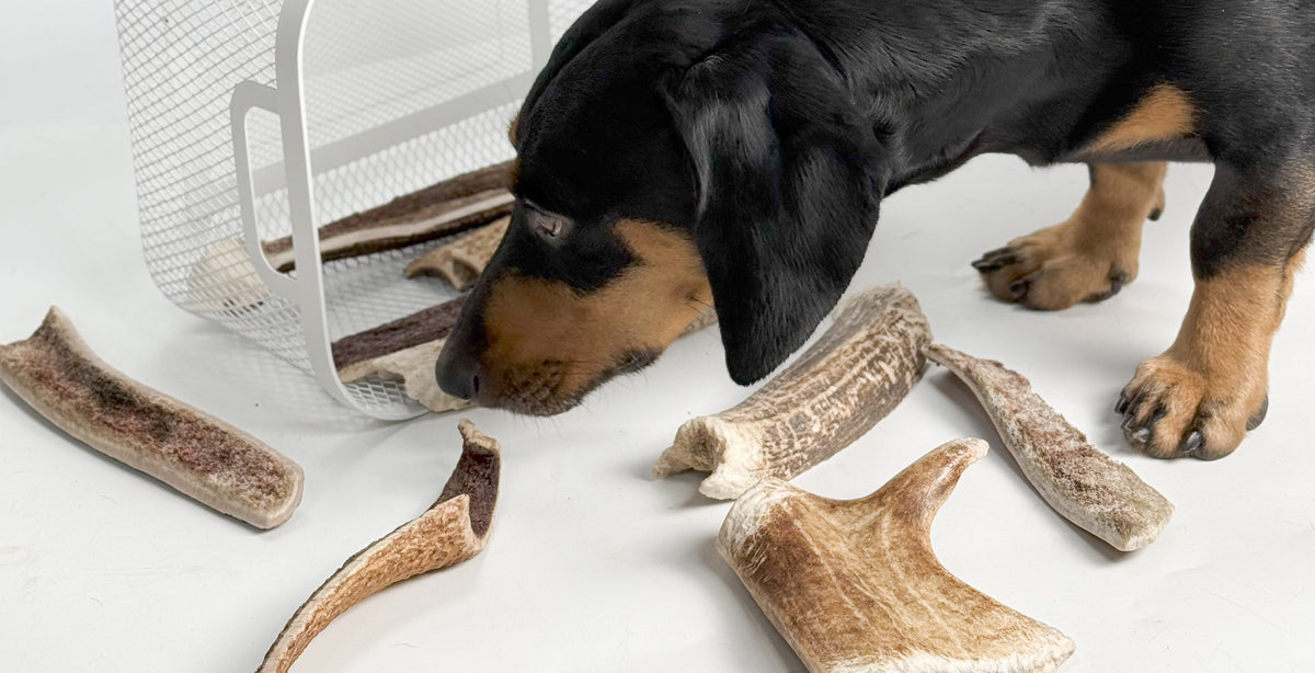 Antler Dog Chews - Shop Antler Chews for Dogs UK Wide